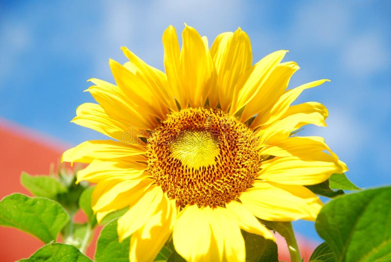 Belleza de la flor del sol imagen de archivo. Imagen de cosecha - 137465417