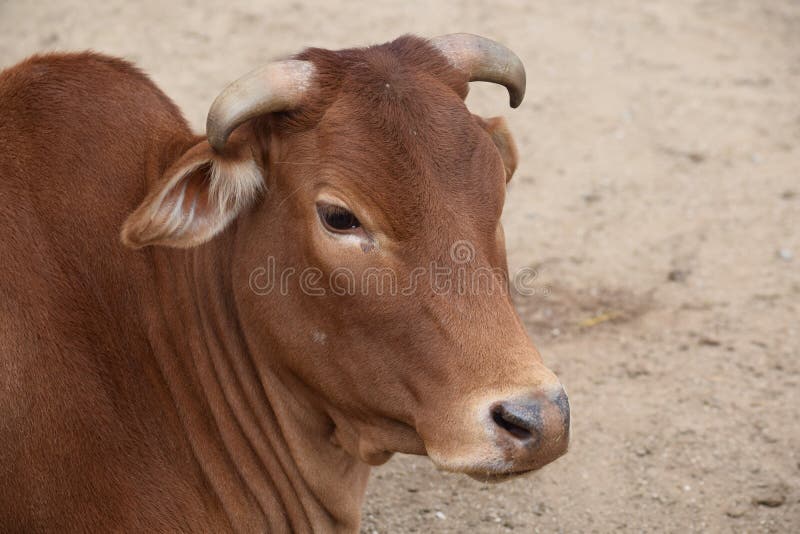 Cabeza de la vaca del cebú foto de archivo. Imagen de agricultura ...