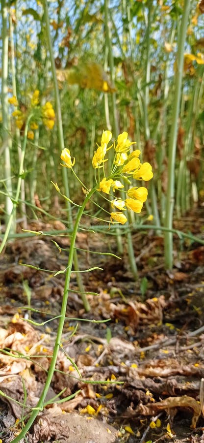Bellezza e fiore di senapa immagine stock. Immagine di bengala - 170584527