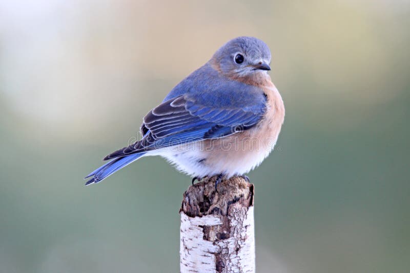 Bellezza Dell'uccellino Azzurro Immagine Stock - Immagine di albero ...
