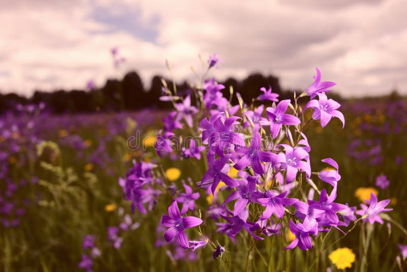 Bellflower stock image. Image of close, bellflower, bright - 14740785