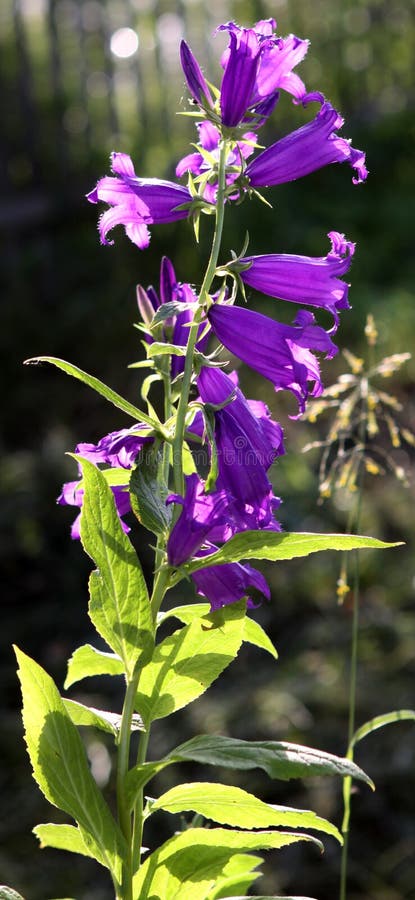 Bellflower stock image. Image of beams, violet, angiosperms - 16229941