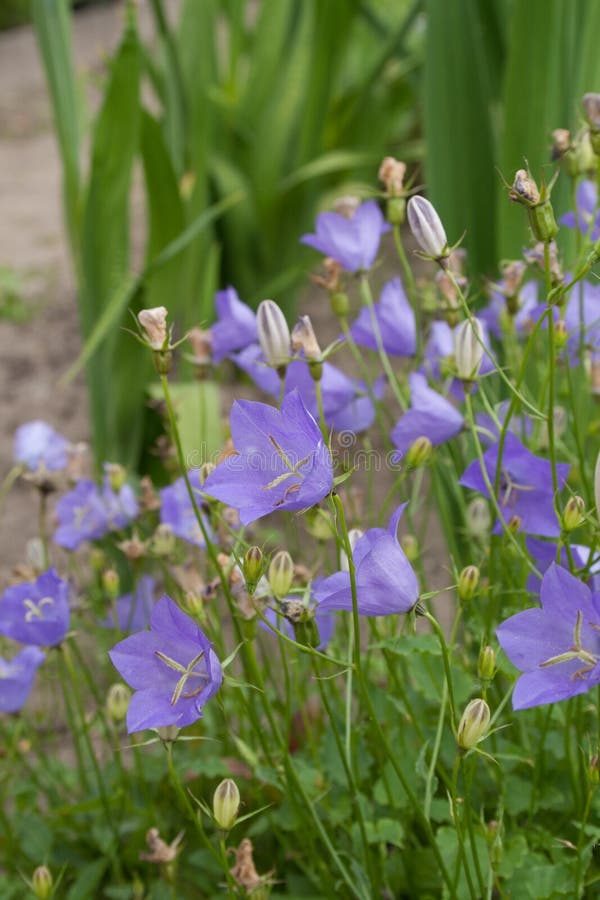 Bellflower stock image. Image of blossom, bloom, blue - 27990173