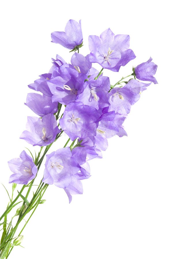 Bellflower stock photo. Image of purple, flower, isolated - 5419446