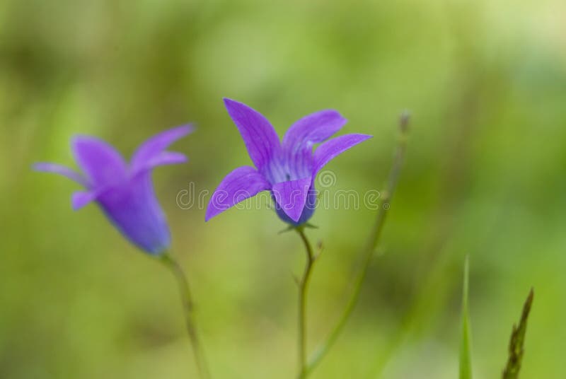 Bellflower stock image. Image of bellflower, blooms, blossom - 9867971