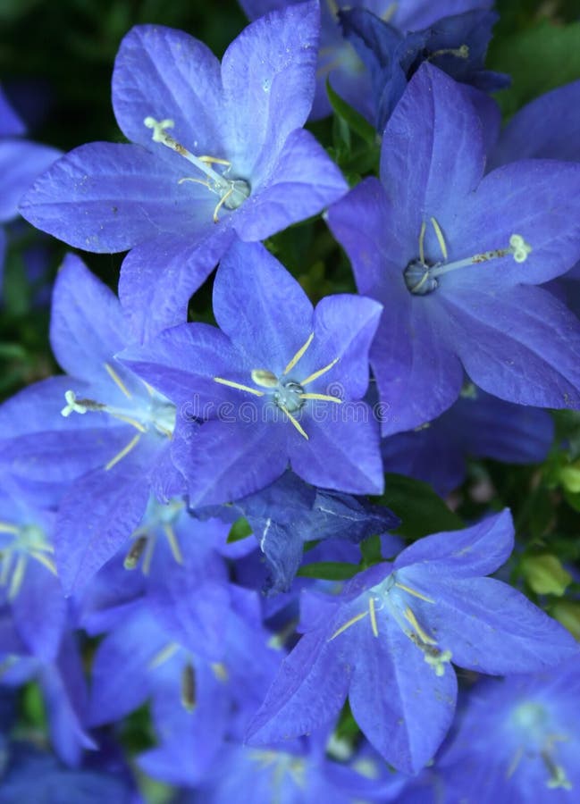 Bellflower stock photo. Image of flowers, life, flower - 41562196