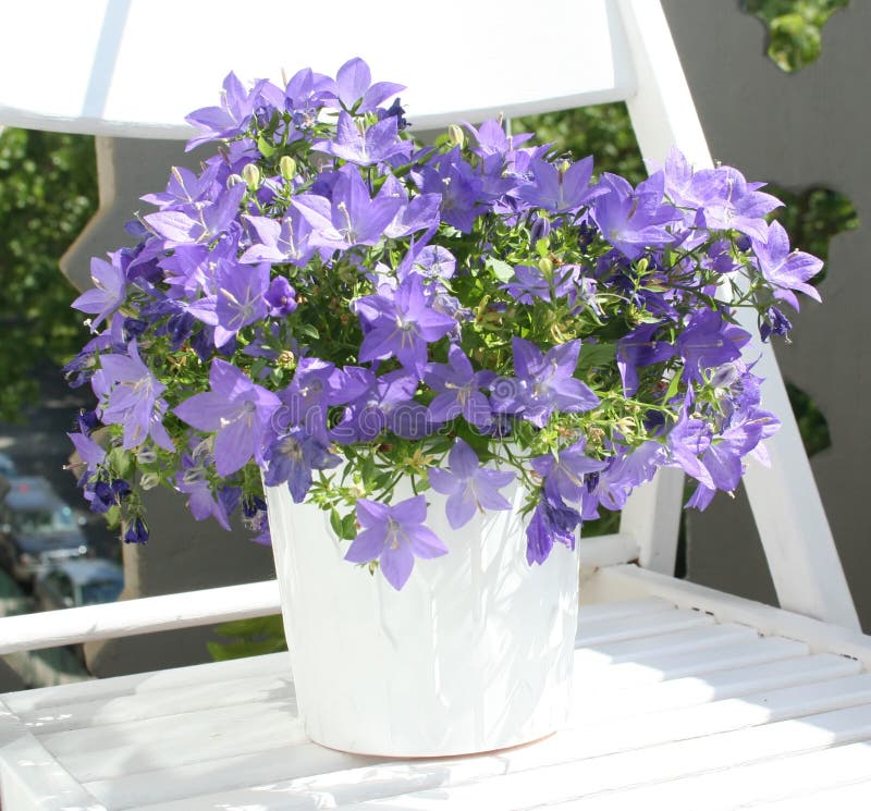 Bellflower stock image. Image of gardening, beauty, nature - 41791327