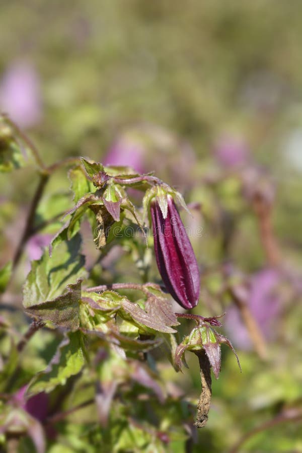 Campanello Red Stock Photos - Free & Royalty-Free Stock Photos from ...