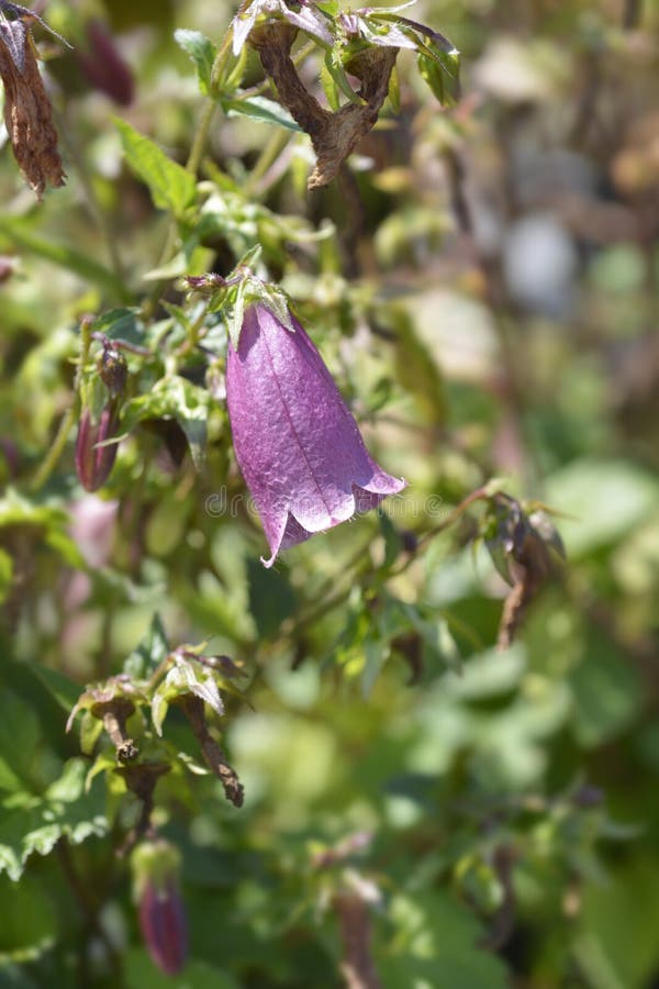Bellflower Campanello Red stock photo. Image of campanula - 200677364