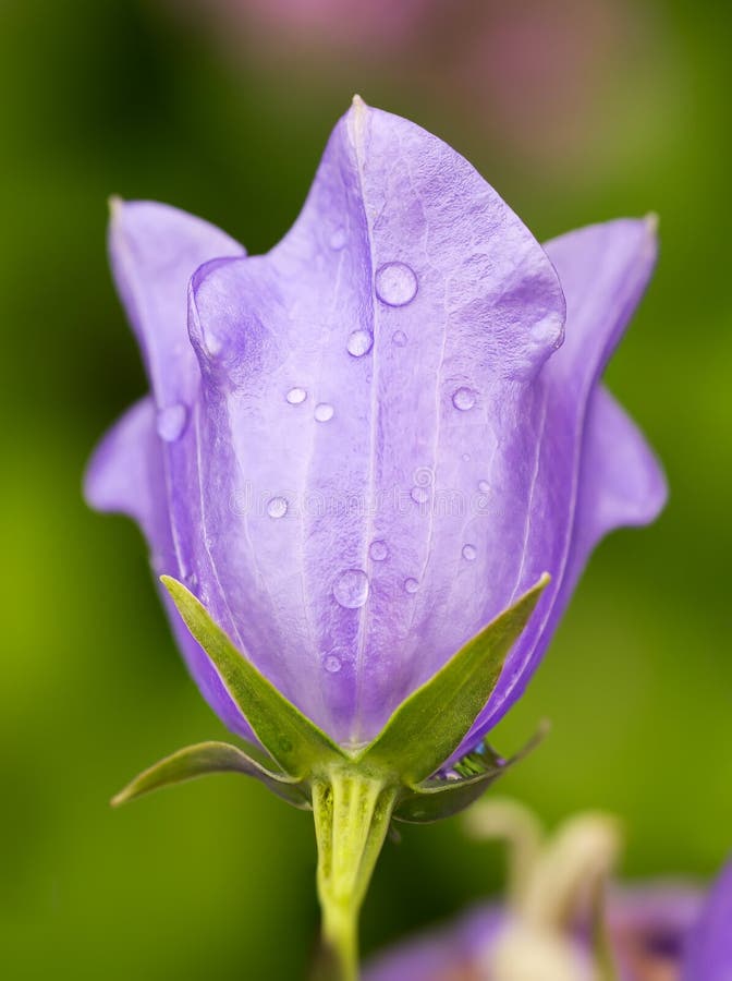 Bellflower stock image. Image of spring, close, nature - 32931089