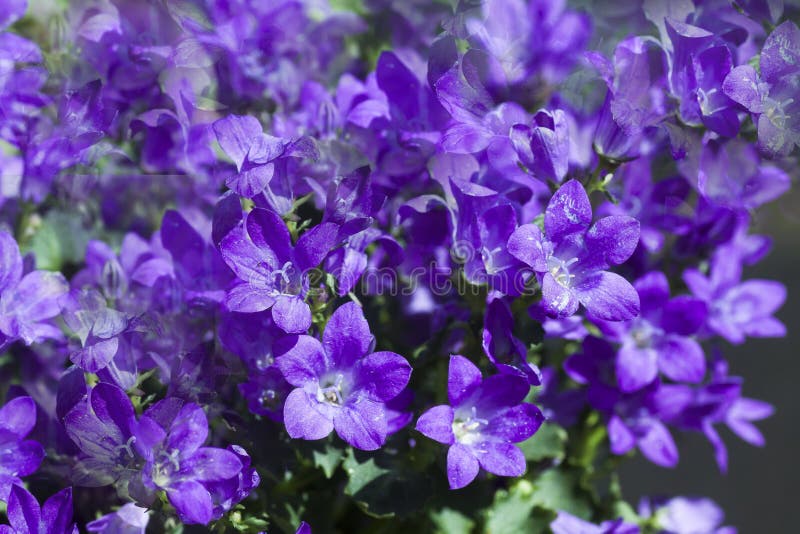 Bellflower stock photo. Image of perennial, wall, bellflower - 72977196