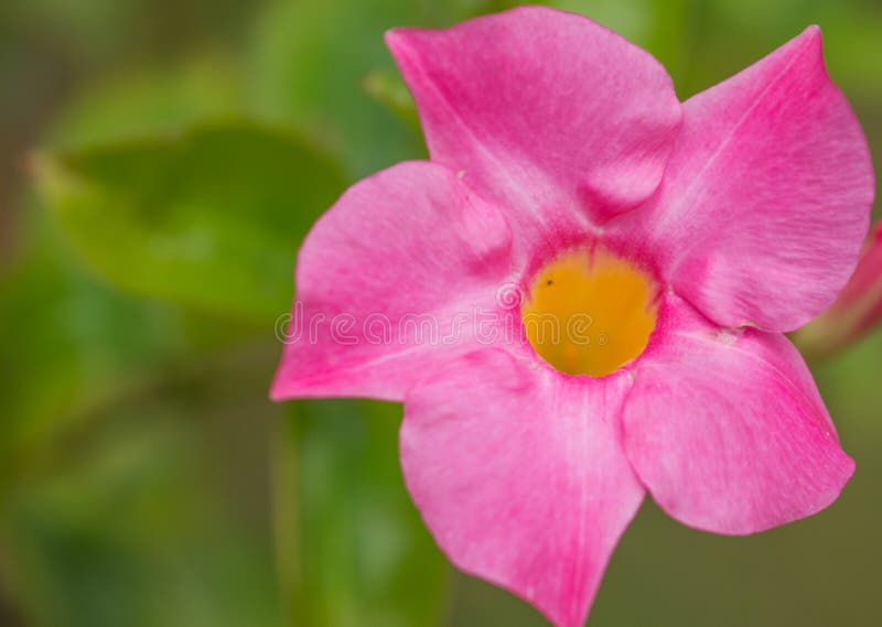 The bellflower stock photo. Image of tuscany, rose, flora - 79427866
