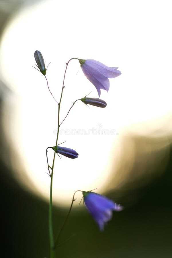 Bellflower stock image. Image of summer, blooming, bellflower - 373558081