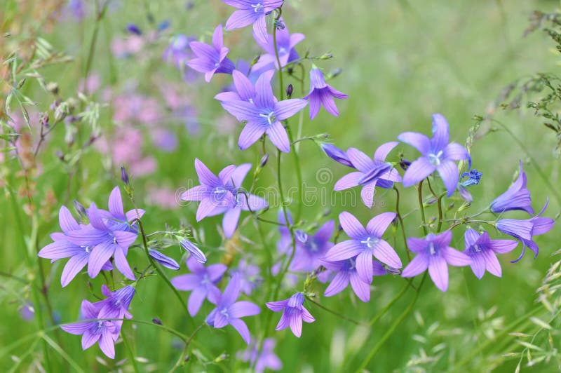 Bellflower stock image. Image of flowers, plants, purple - 48907545
