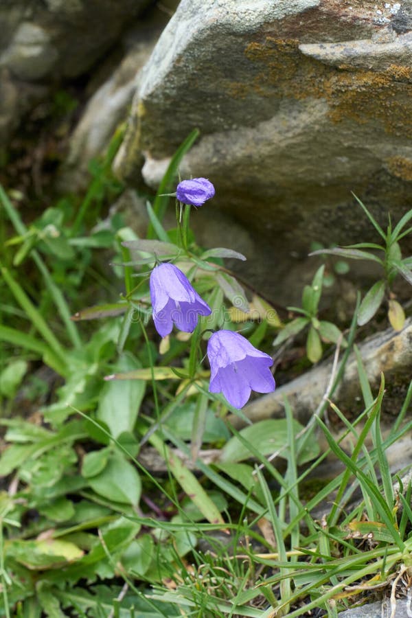Bellflower, Typical Flora from the Swiss Alps Stock Image - Image of ...