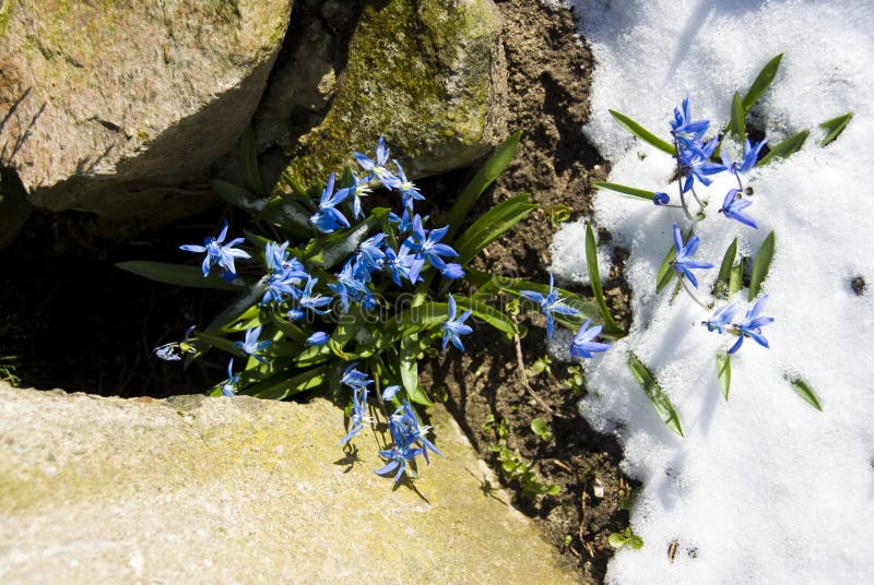 Bellflowers in the snow stock photo. Image of stone, frost - 6775594