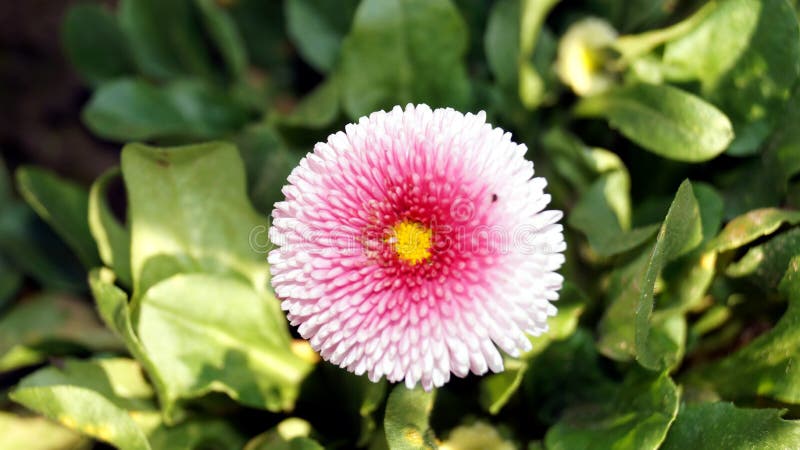 Bellis Perenis , Pink Flower Stock Photo - Image of pink, park: 176390816