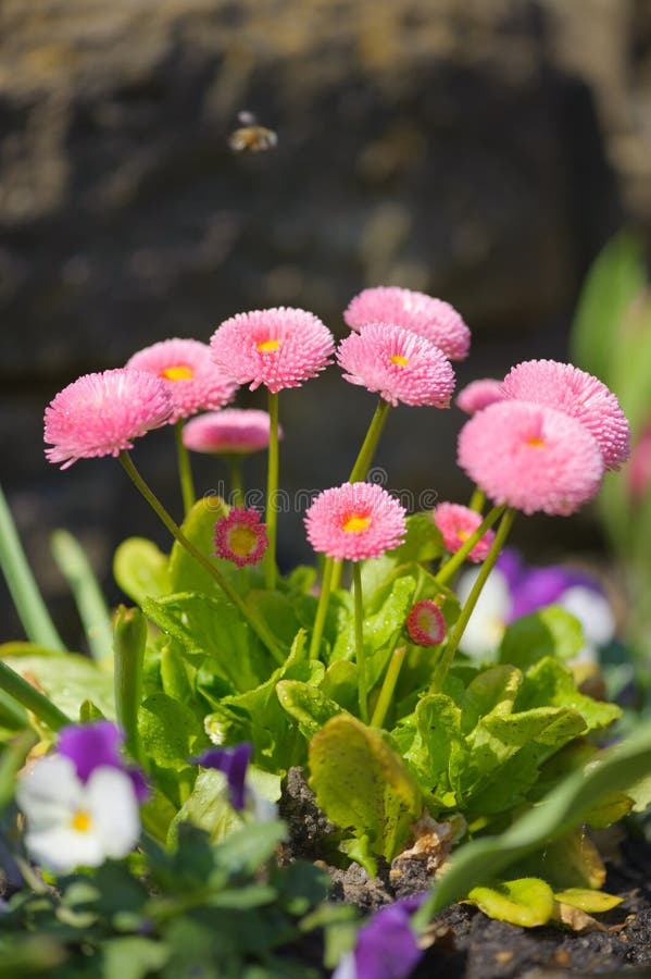 Bellis perennis stock image. Image of lawndaisy, downy - 25943209