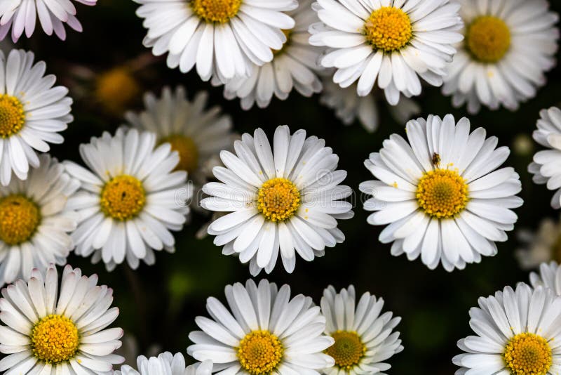 Bellis Perennis Flower. Daisy Blooms in Spring Stock Image - Image of ...