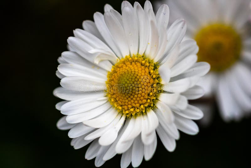 Bellis Perennis Flower. Daisy Blooms in Spring Stock Image - Image of ...