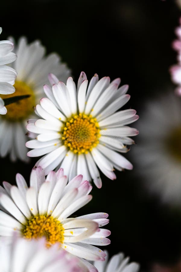 Bellis Perennis Flower. Daisy Blooms in Spring Stock Image - Image of ...