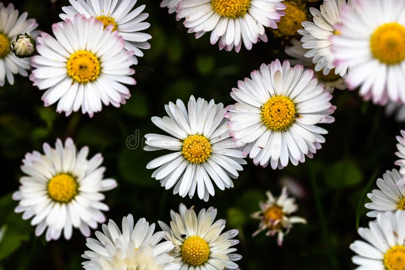 Bellis Perennis Flower. Daisy Blooms in Spring Stock Photo - Image of ...