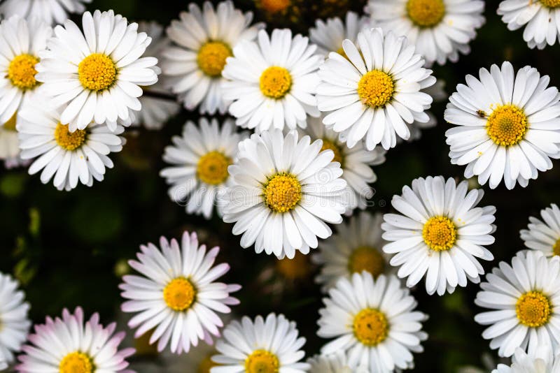 Bellis Perennis Flower. Daisy Blooms in Spring Stock Photo - Image of ...