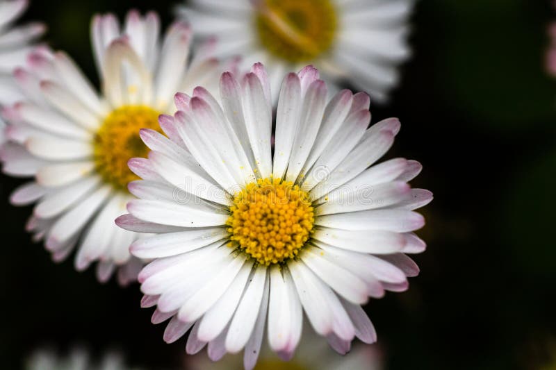 Bellis Perennis Flower. Daisy Blooms in Spring Stock Image - Image of ...