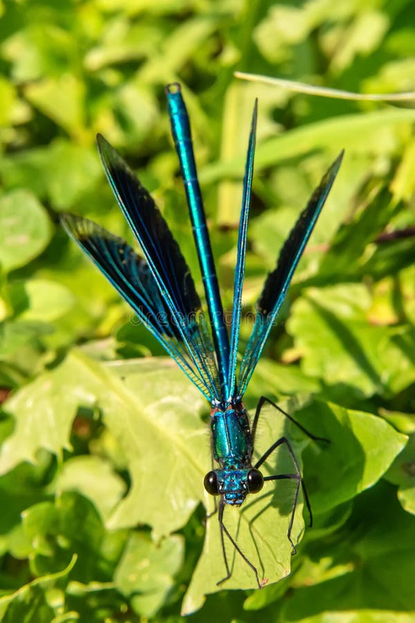 Bellissima Libellula Blu Sull'erba Immagine Stock - Immagine di ...