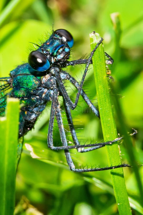 Bellissima Libellula Blu Sull'erba Immagine Stock - Immagine di ...