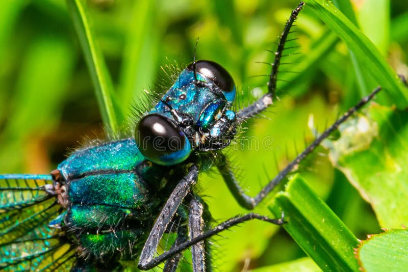 Bellissima Libellula Blu Sull'erba Immagine Stock - Immagine di foglio ...
