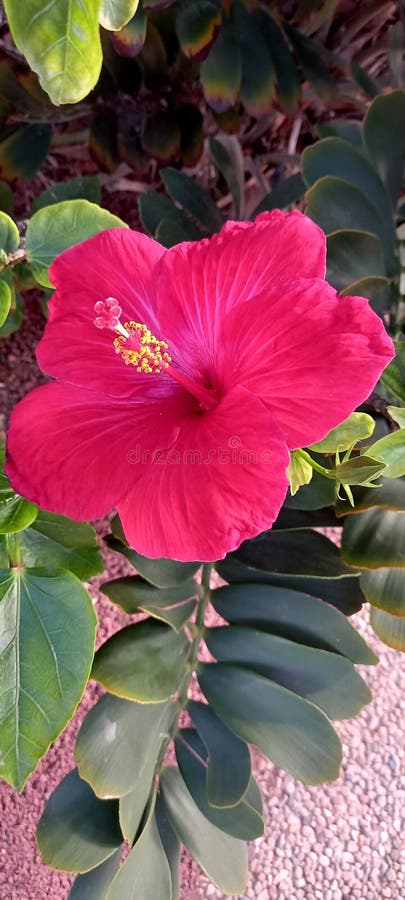 Bellissimoiore Stock Photos - Free & Royalty-Free Stock Photos from ...