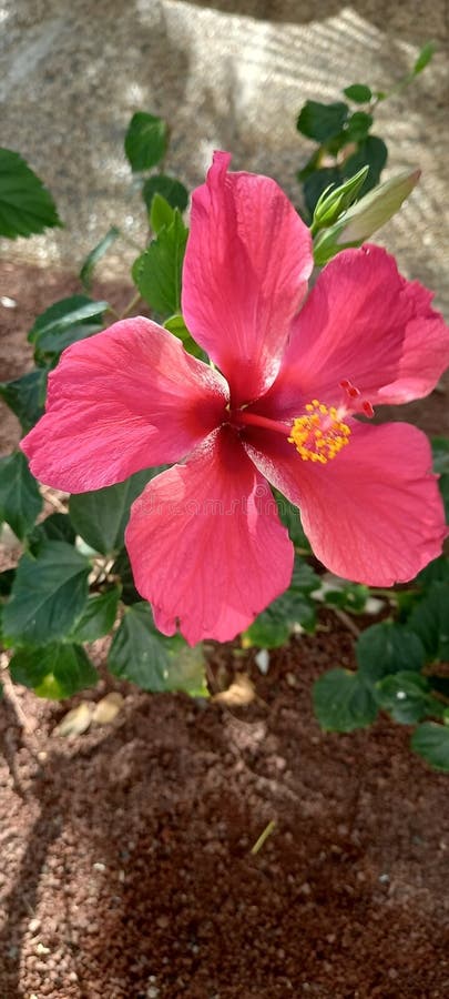 Bellissimo Fiore Tropicale Di Ibisco, Rosa Stock Image - Image of rosa ...