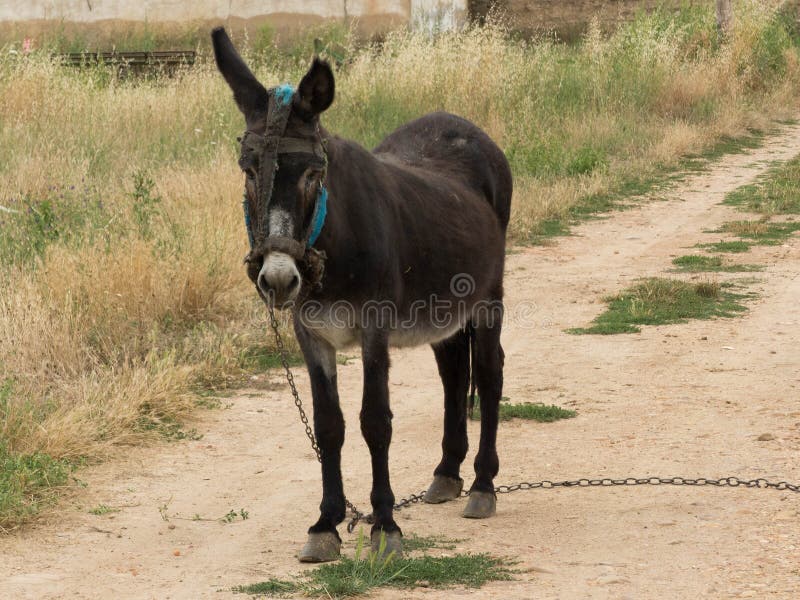 Foto Stock e immagini a tema Muso Dell Asino - Scarica 115 foto