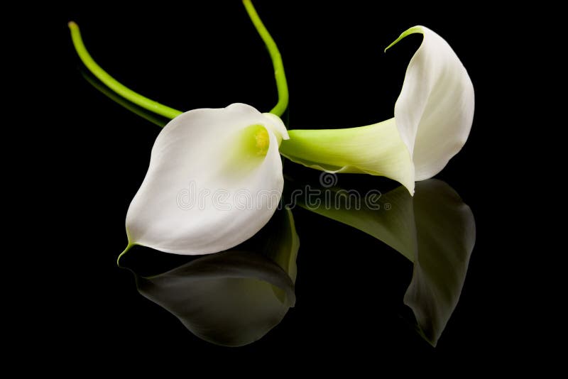 Lillies del Calla immagine stock. Immagine di giglio, fiori - 5283587