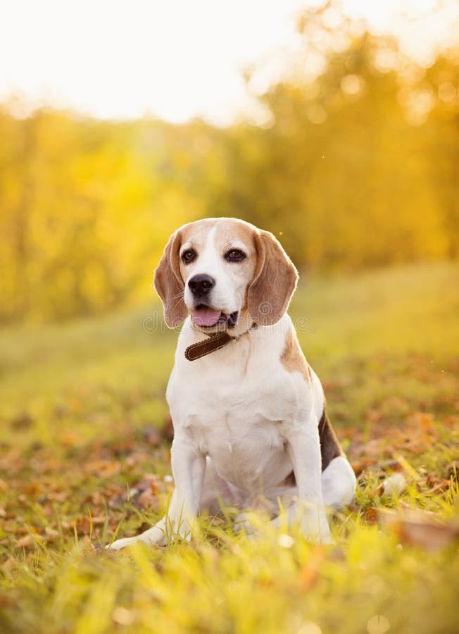 Bello cane fotografia stock. Immagine di svago, carino - 34755340