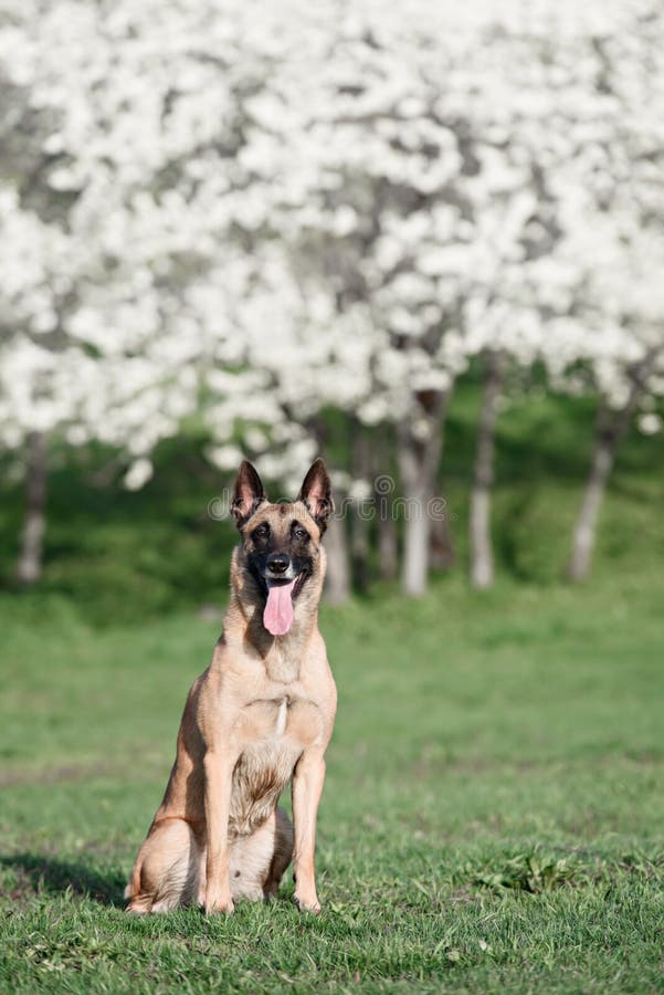 Bello Cane Belga Di Malinois Del Pastore Fotografia Stock - Immagine di ...