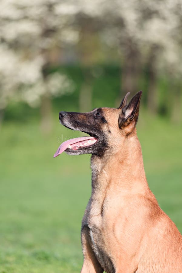 Bello Cane Belga Di Malinois Del Pastore Fotografia Stock - Immagine di ...