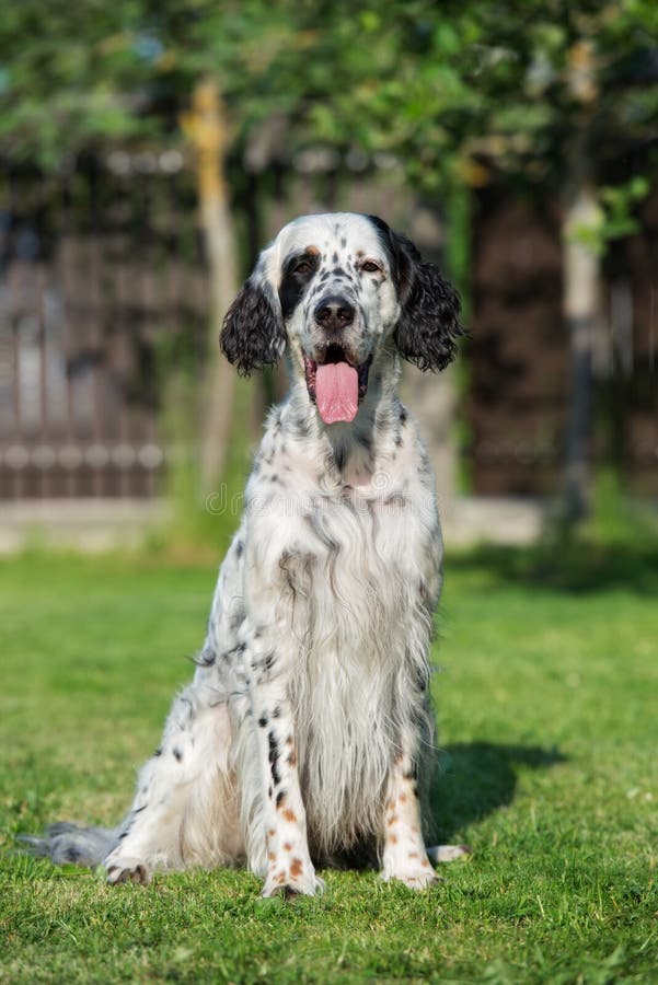 Bello Cane Del Setter Inglese Che Posa All'aperto Fotografia Stock ...