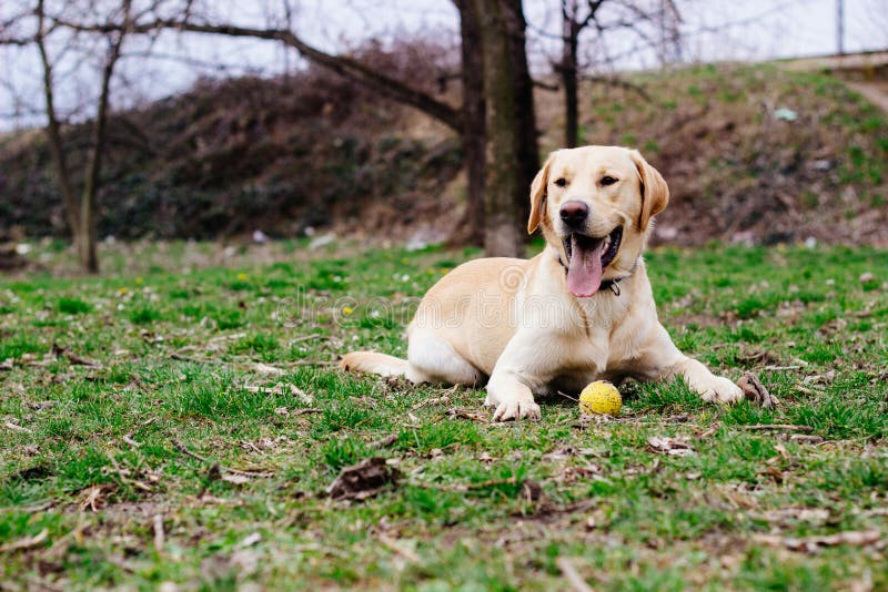 Bello Cane Di Labrador Retriever Nel Parco Fotografia Stock - Immagine ...