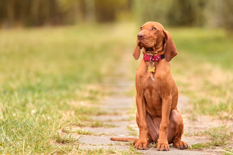 Bello Cane Ungherese Di Vizsla Nel Parco Immagine Stock - Immagine di ...