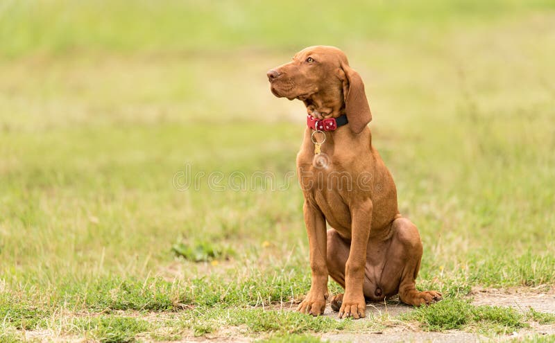 Bello Cane Ungherese Di Vizsla Nel Parco Immagine Stock - Immagine di ...