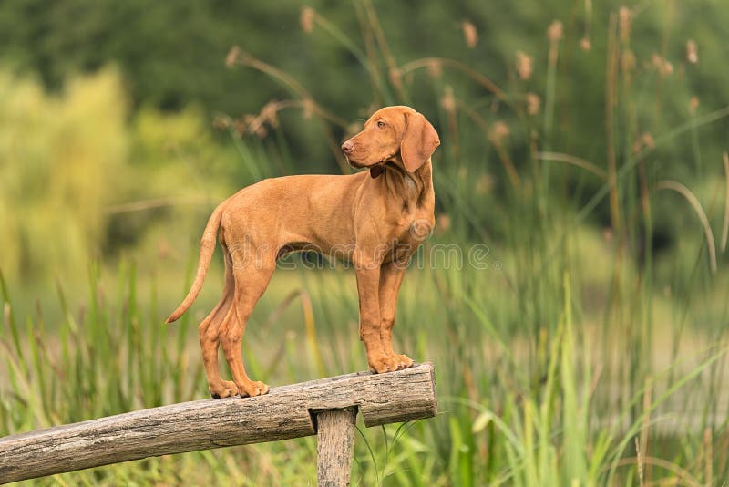 Bello Cane Ungherese Di Vizsla Nel Parco Immagine Stock - Immagine di ...