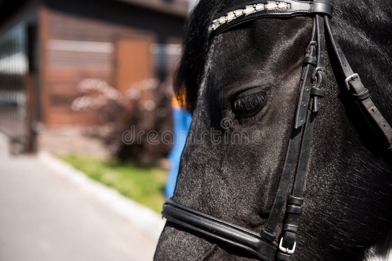 Bello Cavallo Di Razza Nero Con La Briglia Fotografia Stock - Immagine ...