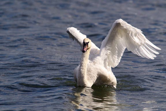 Bello cigno muto fotografia stock. Immagine di animale - 78286980