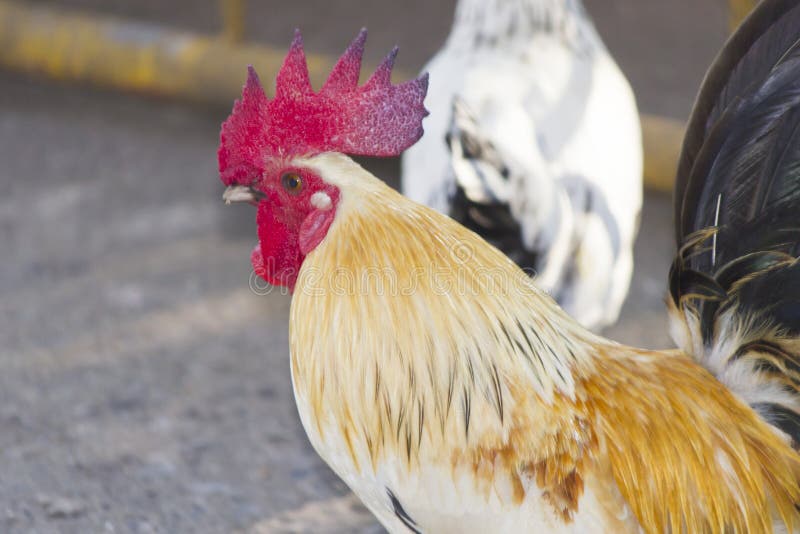 Bello Di Gallo Colorato Multi Fotografia Stock - Immagine di colore ...