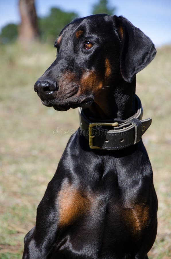 Bel Cane Dobermann Che Guarda Fianco a Fianco E Batte Fotografia Stock ...