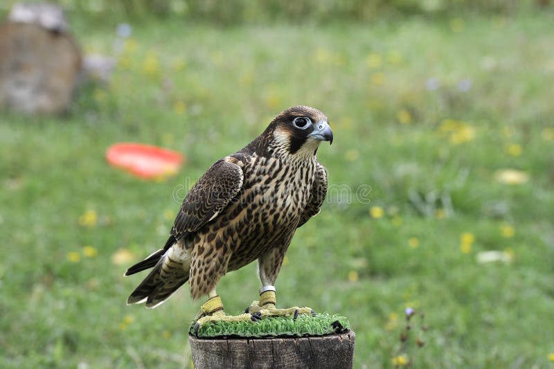 Tri Diffusione Cresciuta Delle Ali Del Falco Immagine Stock - Immagine ...