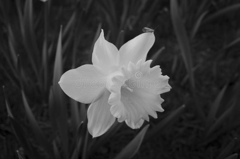 Bello Fiore Del Narciso in Bianco E Nero Fotografia Stock - Immagine di ...
