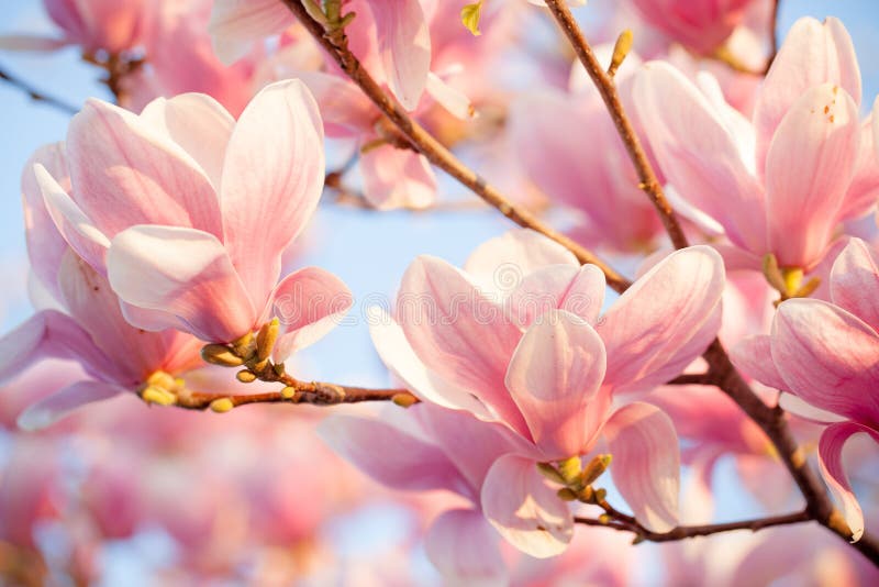 Bello fiore della magnolia immagine stock. Immagine di nave - 48991987